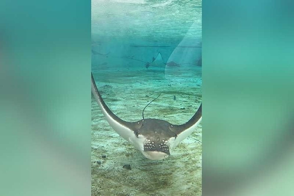 BFAR: Gidili gihapon ang pagkuha og isdang pagi