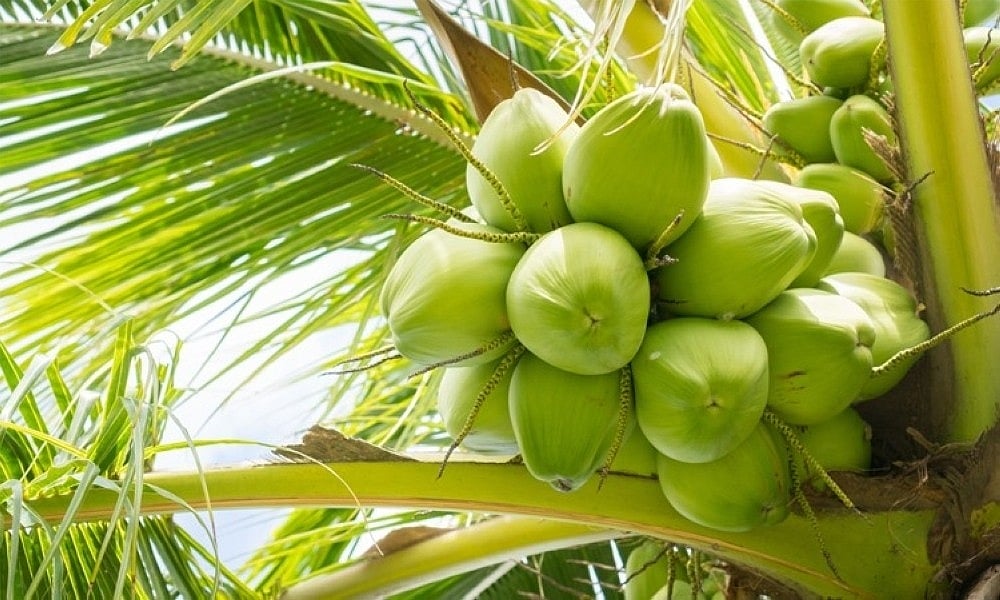 Pinoy coconut exporters earn US$6.9M at Bangkok trade fair