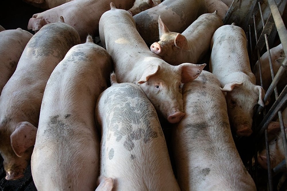 Cebu urged to open ports for NegOr hogs