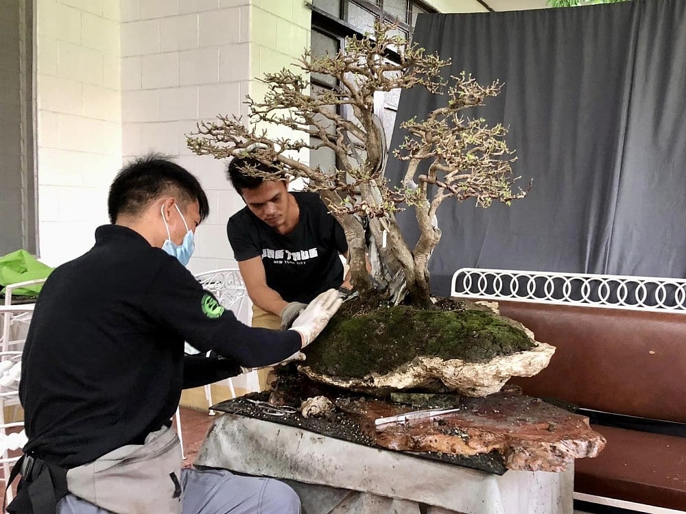 Bonsai in Cebu: Captivating nature in miniature form