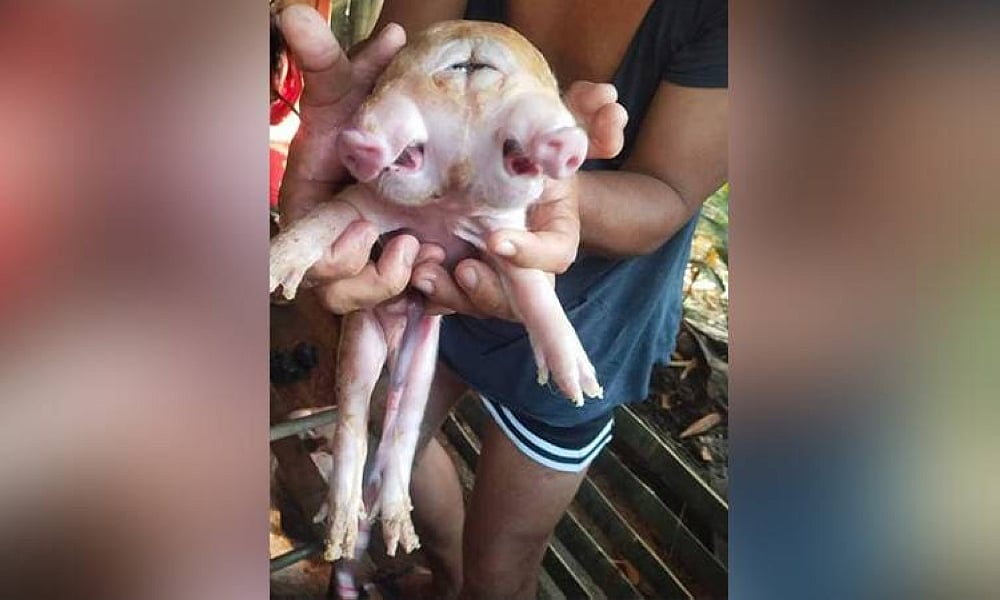 Swine born with 2 heads in Makilala