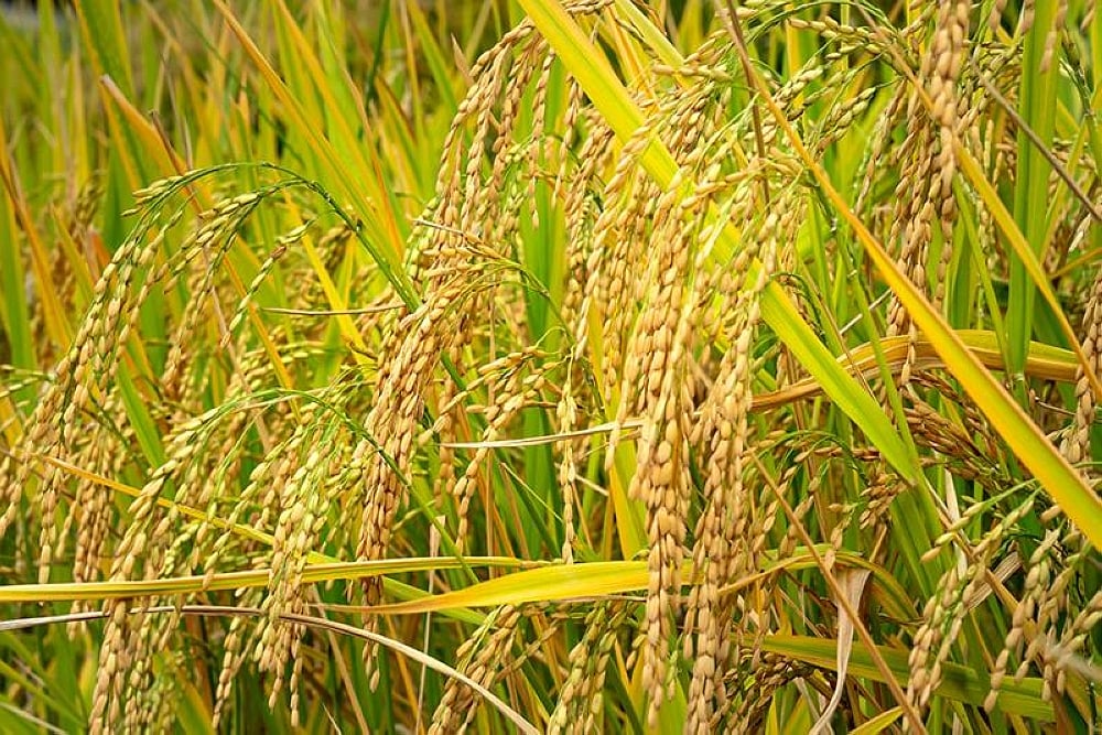 No rice shortage, hoarding complaints so far in NegOr - DTI