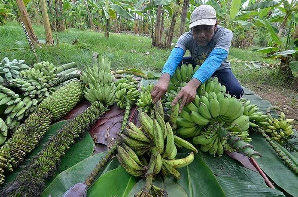 Banana growers switch to grain production