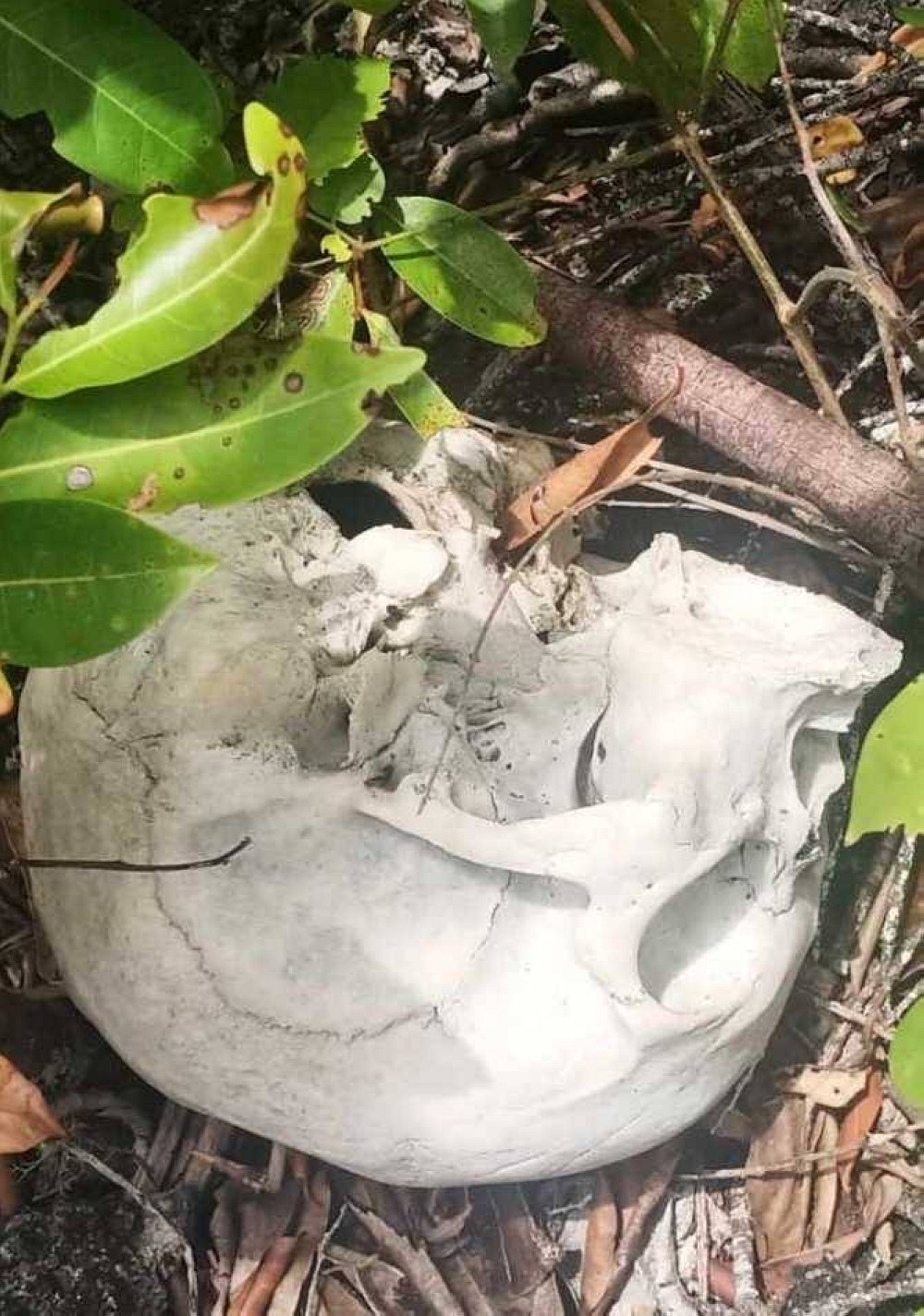 Kalabera sa tawo napalgan sa kakahuyan sa Oslob