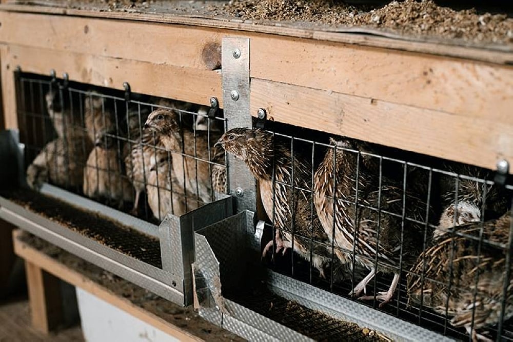 Bacolor mayor orders closure of quail farm