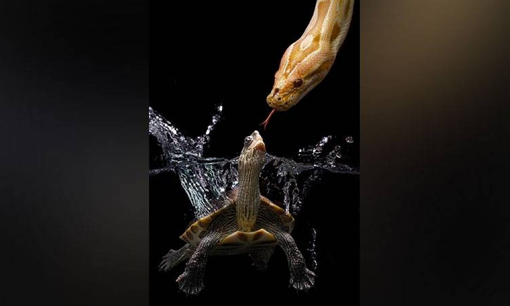 Remus Doroon: Capturing Life's Best Moments