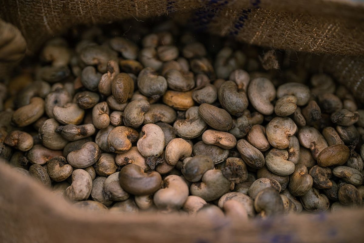 DP World Kicks off Cashew Boom with Record Exports from Senegal