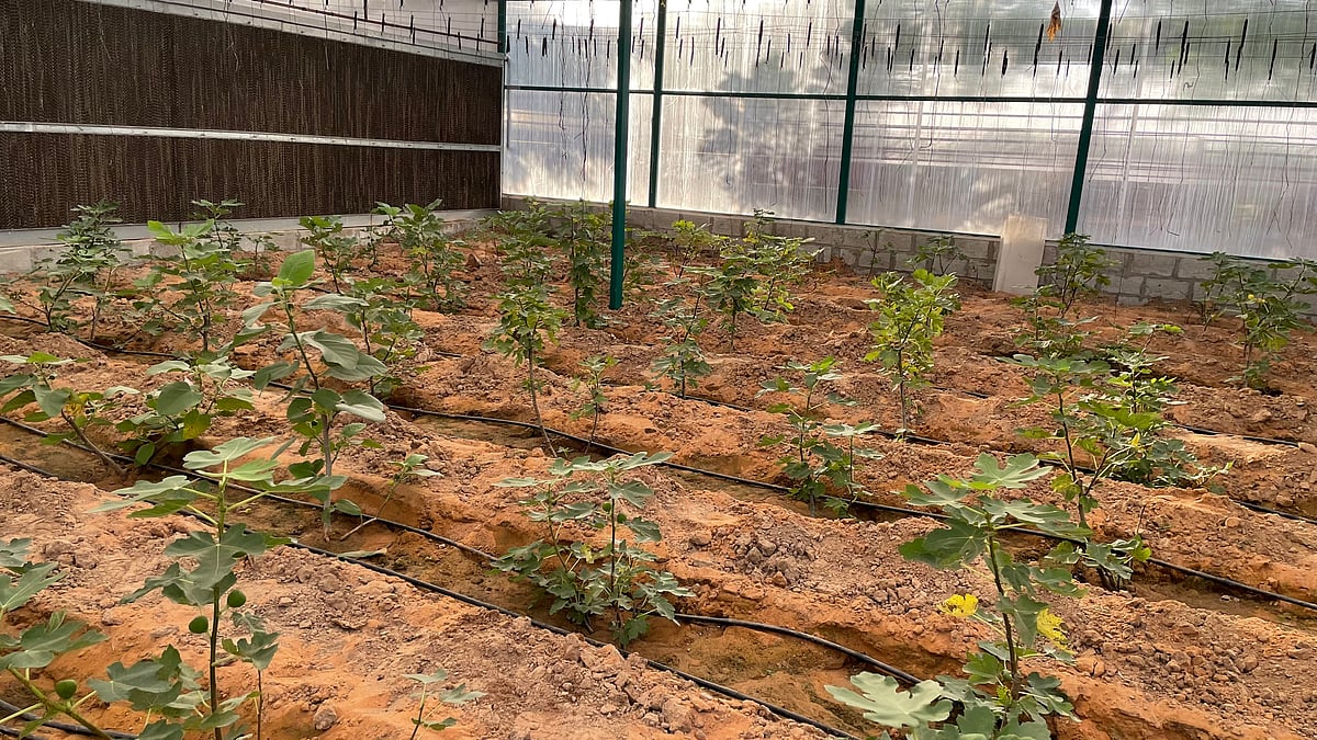 Dake Rechsand Fostering Sustainable Farming with Breathable Sand