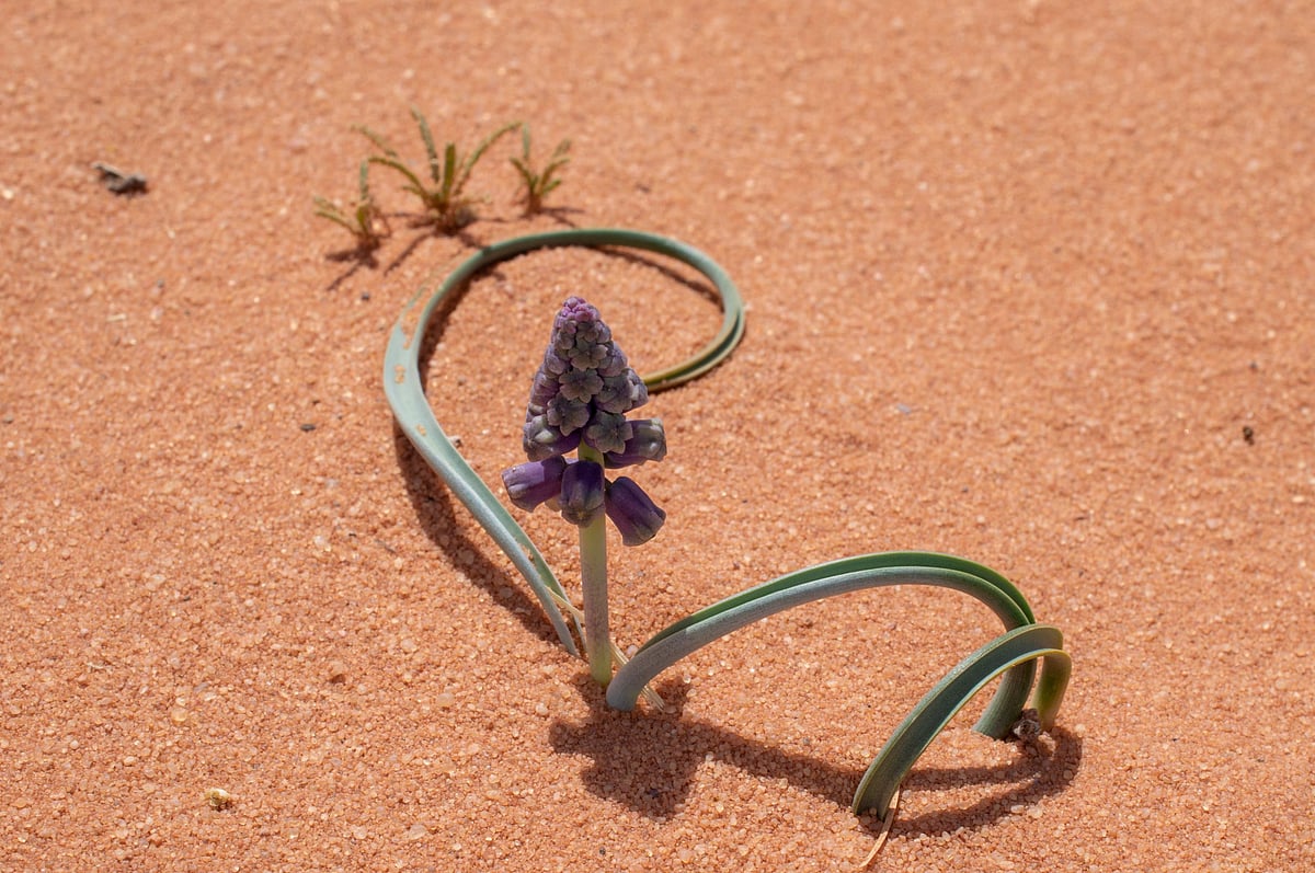 MEWA and NEOM Announce Discovery of Eight Previously Unrecorded Native ...