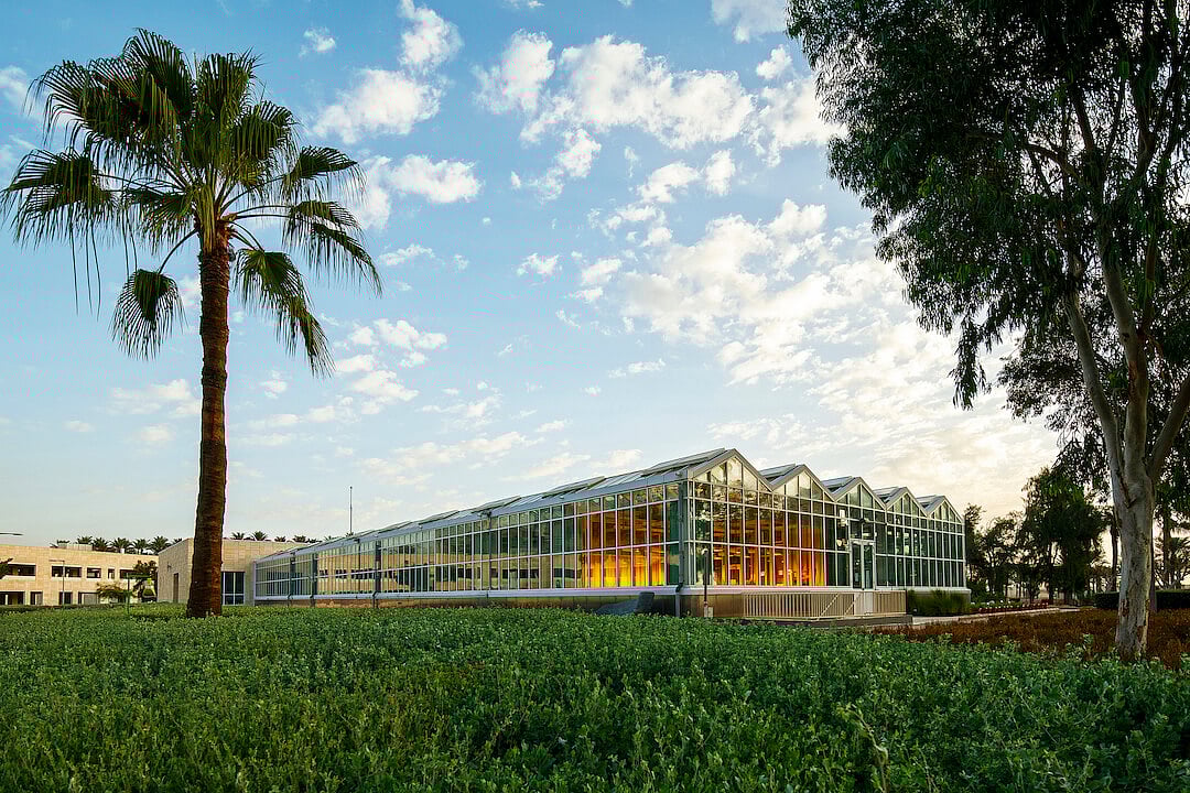 KAUST and CIMMYT Collaborate to Discover Climate-resilient Food Crops ...