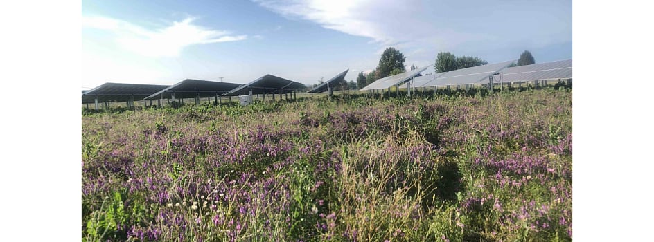 Agrivoltaics Can Help Flourish Pollinator Habitats