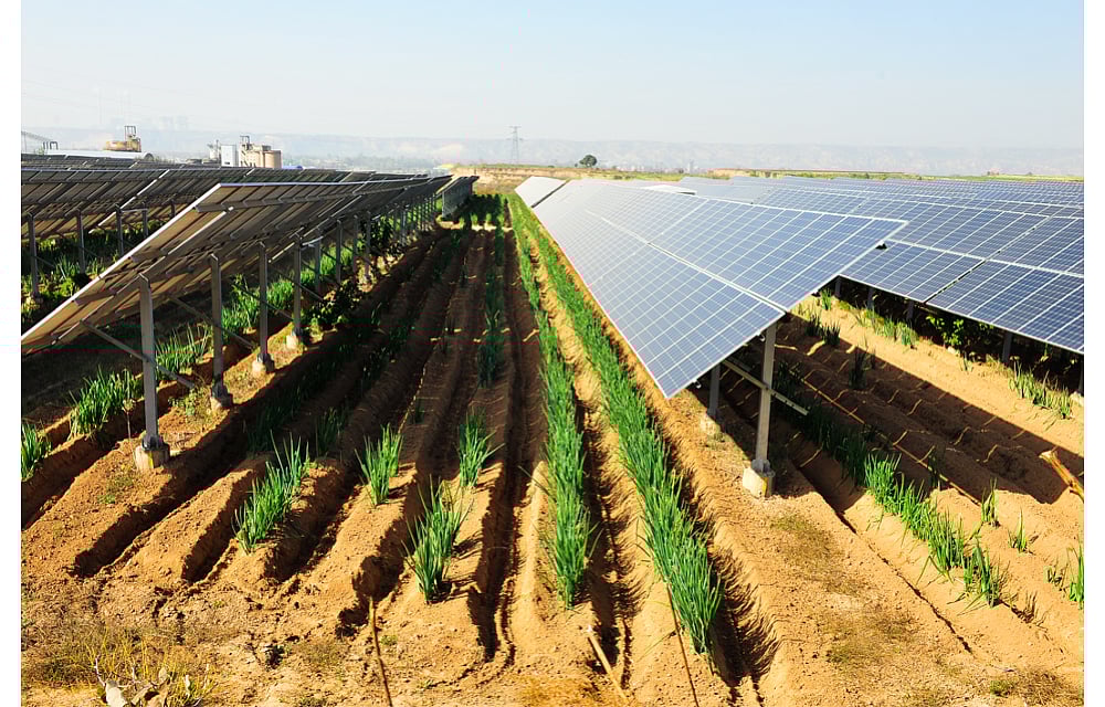 13 Agrivoltaic Projects Cleared In Italy