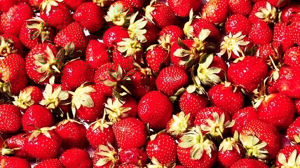Ambegaon Farmers Explore Strawberry Marketing and Processing in ...