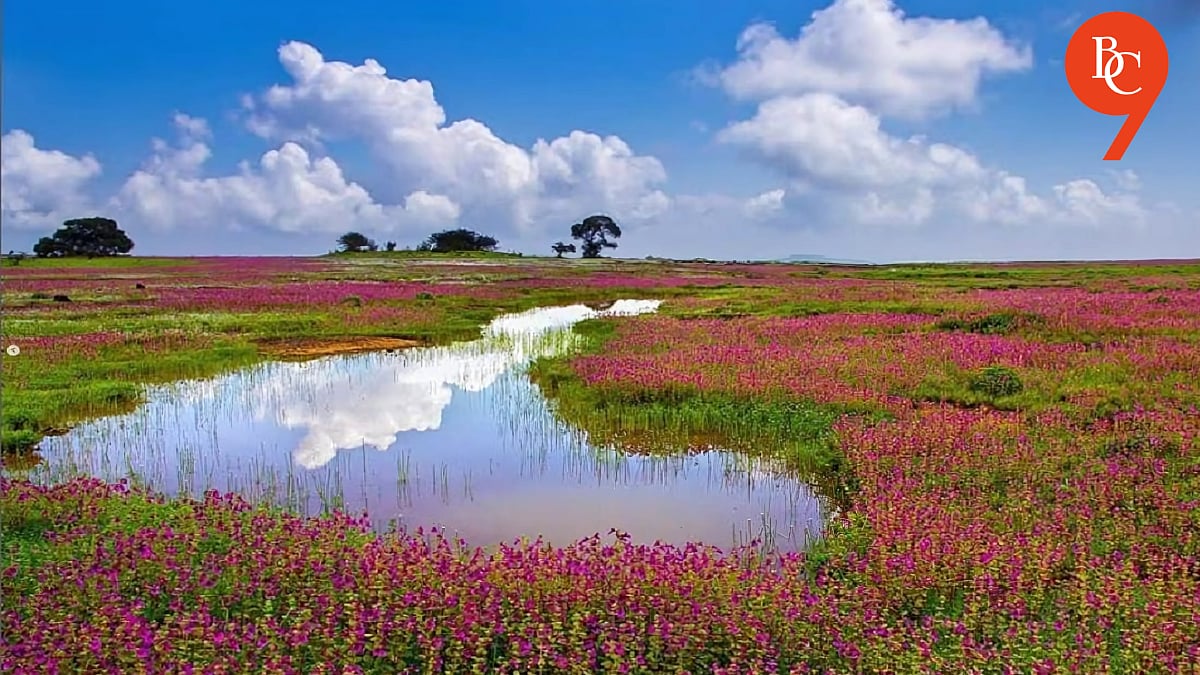 Kaas Plateau in Full Bloom: How to Visit Maharashtra’s Valley of ...