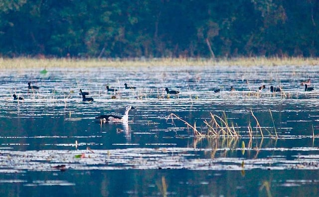 The story of how Amravati's lake conversation helped better the animal ...