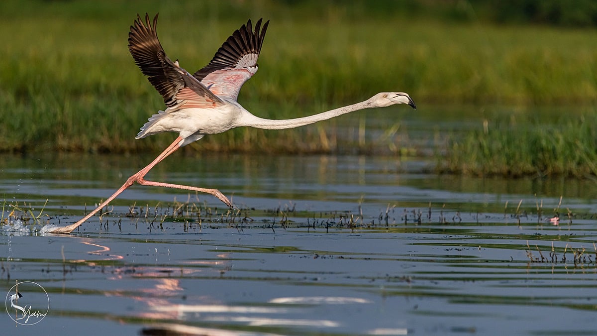 Flamingo Protection: Maharashtra Forms High-Level Committee | The ...