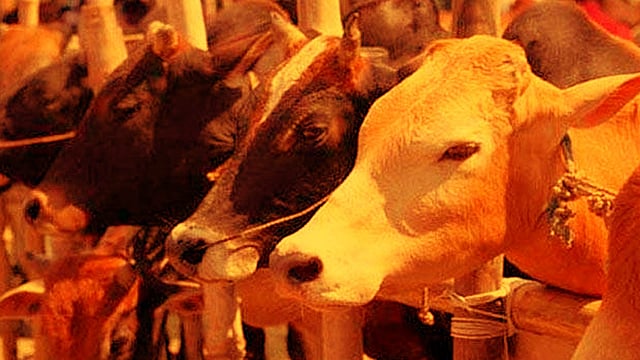 Uruli Kanchan: Eight Cows Rescued from Illegal Slaughter Transport ...