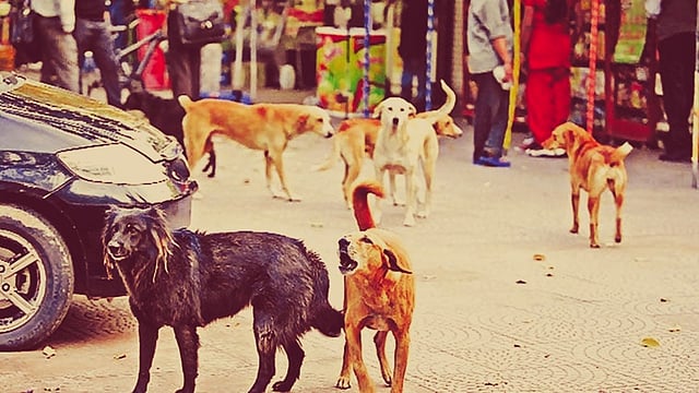 Stray Dog Menace Rises in the City, Over 2,000 Dog Bites Reported ...