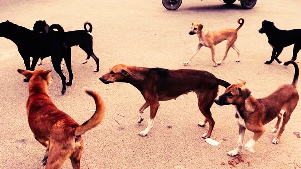 PMC Spends ₹20 Crore on Stray Animal Control, Residents Demand ...