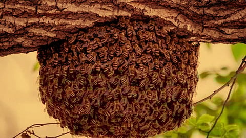 Bee Attack Injures 40 Tourists at Shivneri Fort; Devotees Demand Safety ...