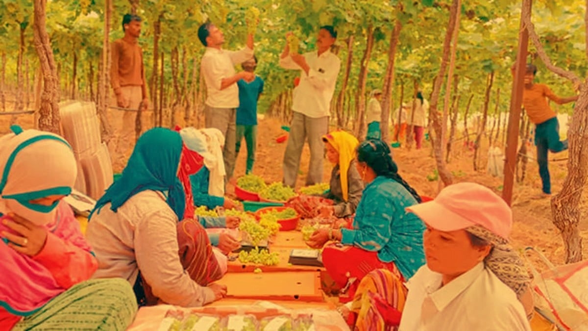 Indapur Premium Grapes Fetch High Prices in International Markets ...