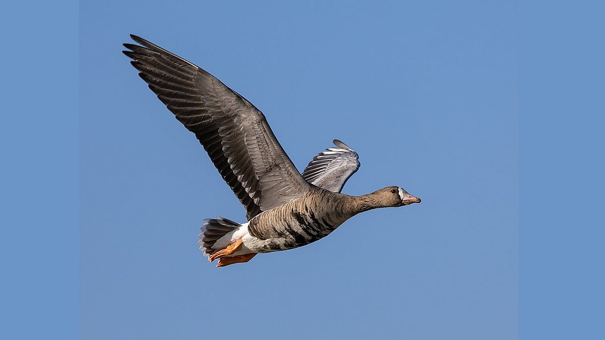 Pune: Rare Greater White-Fronted Goose Spotted for First Time in ...