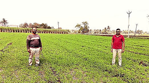Pune: Farmers Cultivate 125 Acres of Sunn Hemp and Dhaincha to Restore ...