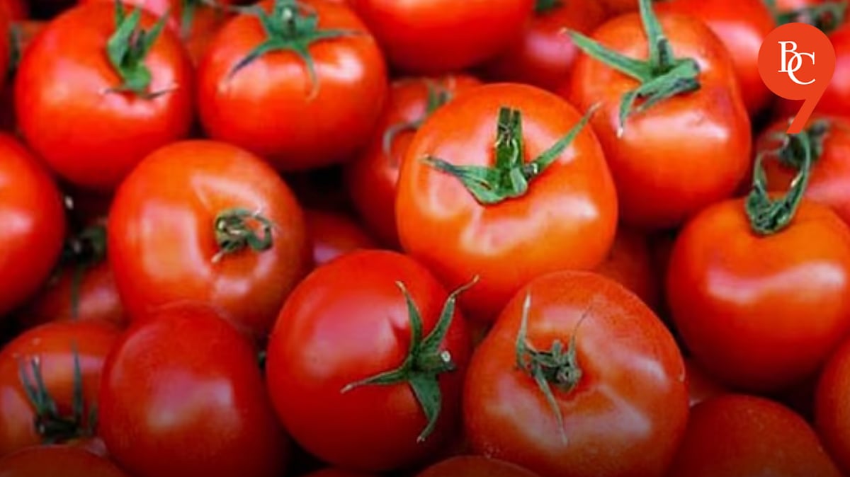 Tomato Prices Crash: Farmers Forced to Feed Cattle as Market Collapses