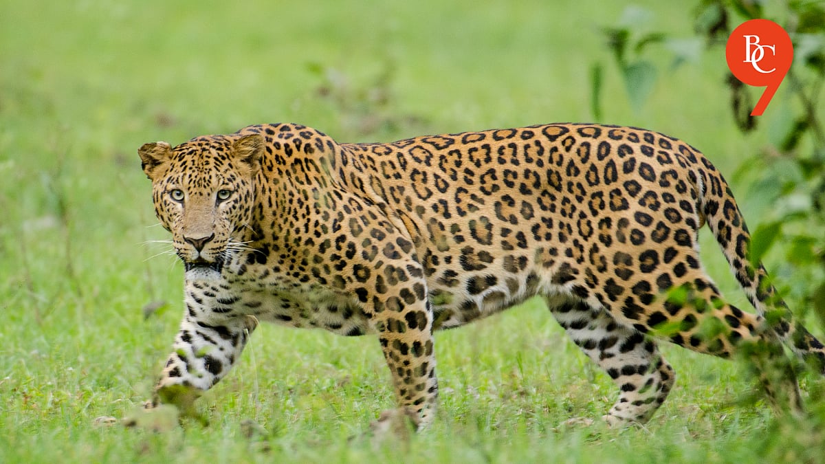Maharashtra Takes Action to Control Rising Leopard Attacks in Pune ...