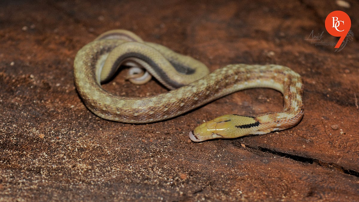 Pune Rare Eyeless Snake Discovery in Pashan Gets Global Scientific ...