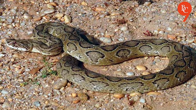 Venomous Russell’s Viper Rescued from BKC Metro Station Basement in ...