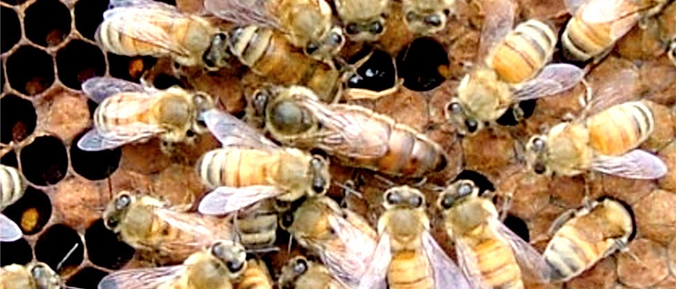 CBRTI begins production of bee pollen