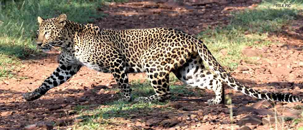 Leopards from Pune to be Relocated to Gujarat | TheBridgeChronicle