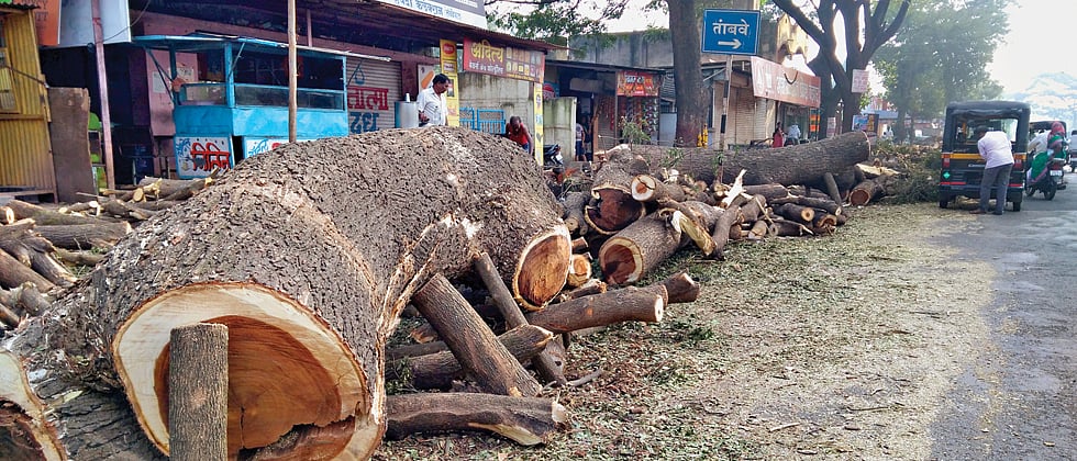Pimpri-Nigdi Metro Construction Leads to Removal of 57 Trees ...