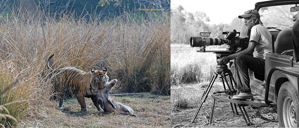 The life and times of Machli