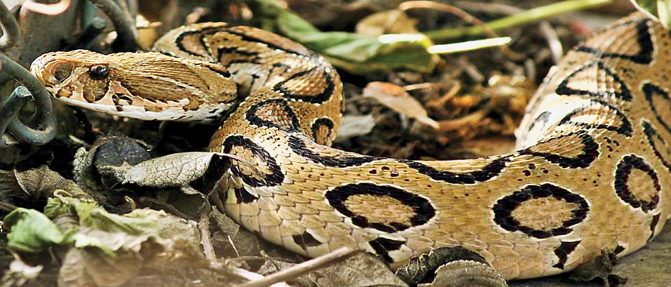 Expect to bump into snakes this season