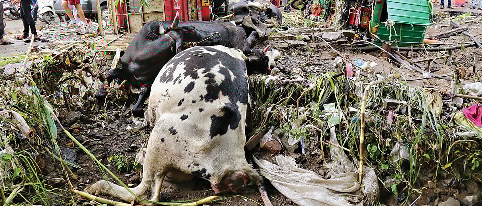 Water from Bhairoba Nala enters Chimta Vasti