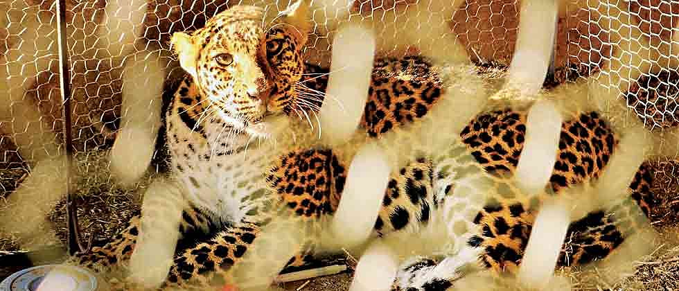 Leopard Rescue Turns Tense as Cage Door Opens Accidentally ...