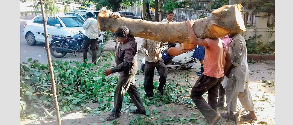 Sixty trees felled in Pimpri-Chinchwad
