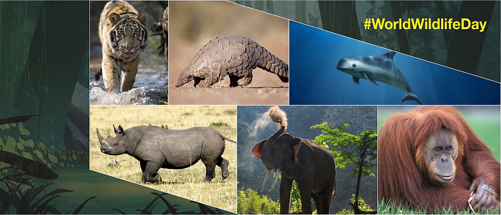 World Wildlife Day 2020: 7 animals that are on the verge of extinction