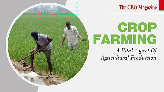 Crop Farming: A Vital Aspect Of Agricultural Production