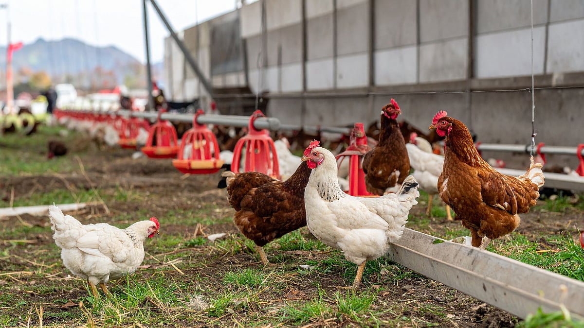 Start a Small Poultry Farm in India: Cost, Setup and Profit Guide