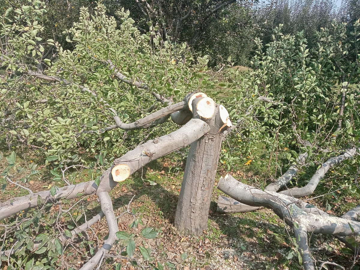Srinagar Ring Road project is depriving farmers of their livelihood