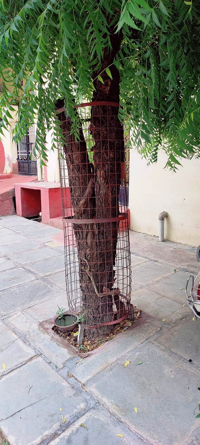 Rajasthan: Retired Forest Officer Proposes Innovative Tree Guard Reuse ...