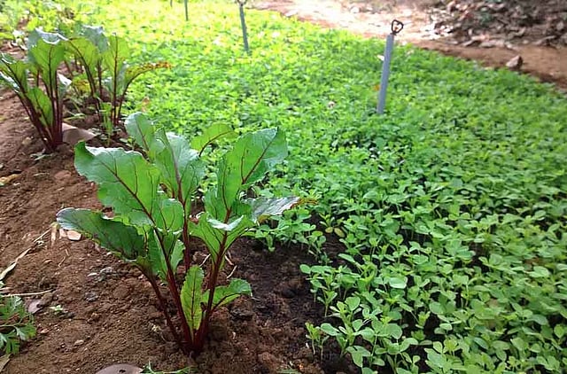 Navadarshanam: Building community through agro-ecology