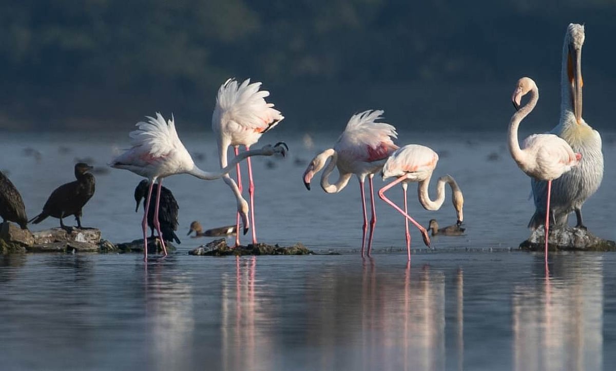 From The Elephant Whisperer to Bird Friends: A Testament to India's ...