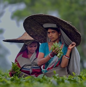 Assam's Tea Workers Await More Than a Symbolic Rs 18 Raise