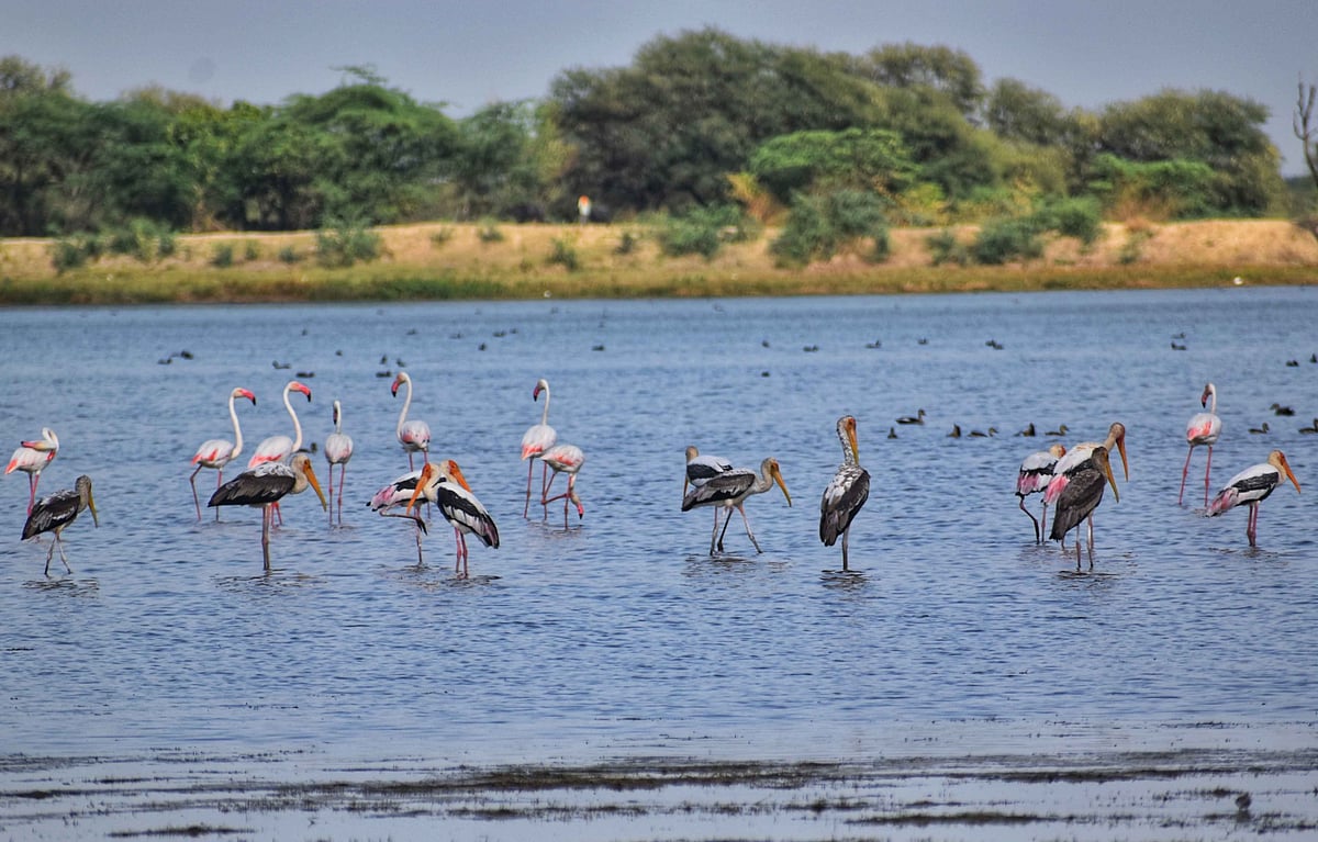 Odisha to Cull 20,000 Birds to Contain Bird Flu