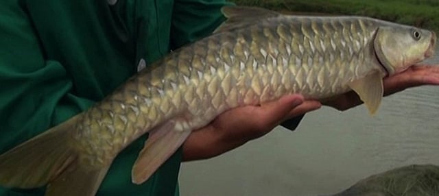 How Are Authorities Working to Conserve Mahaseer in Udaipur's Badi Lake ...