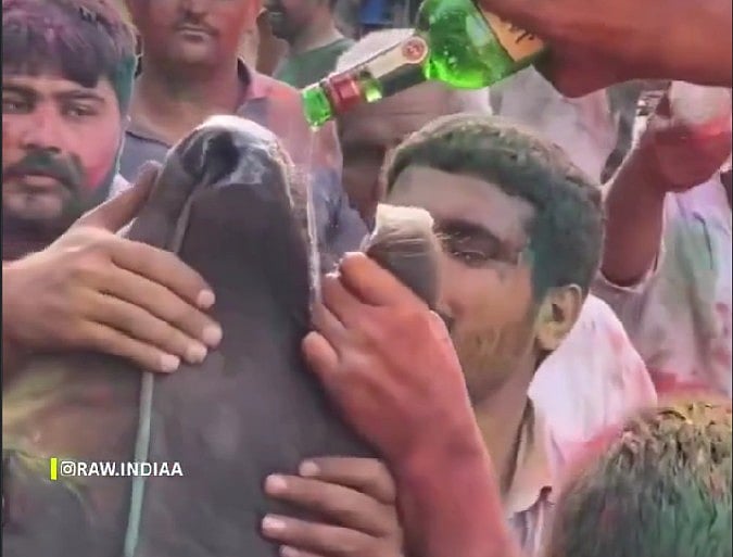 Haryana: Viral Video Shows Cow Allegedly Force-Fed Alcohol During Holi ...